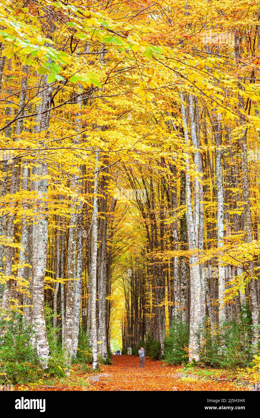 Mata de Haya In Roncal Valley near Isaba, Navarra, Spain Stock Photo ...