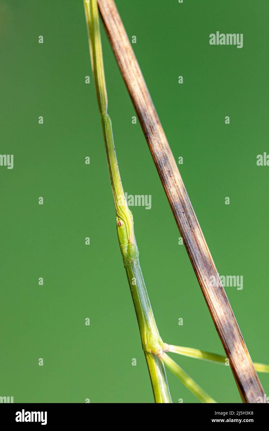 Insectos palo hi-res stock photography and images - Alamy