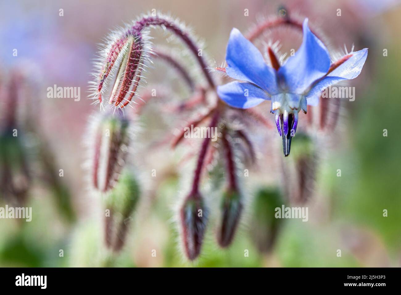 Borraja borago officinalis hi-res stock photography and images - Alamy