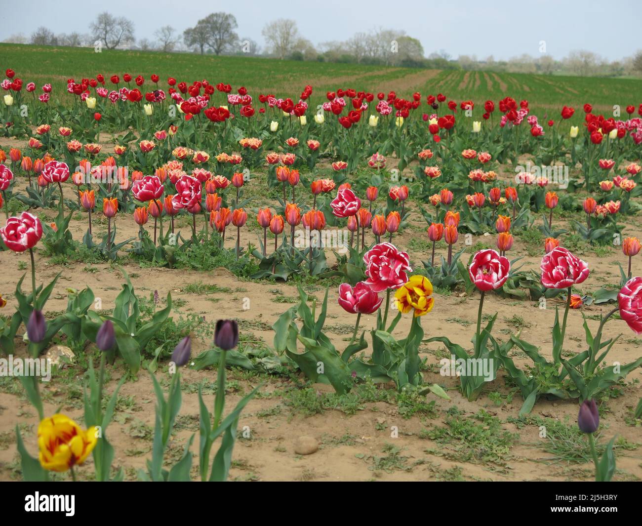 Diversification in farming: colourful rows of tulips growing in a field ...