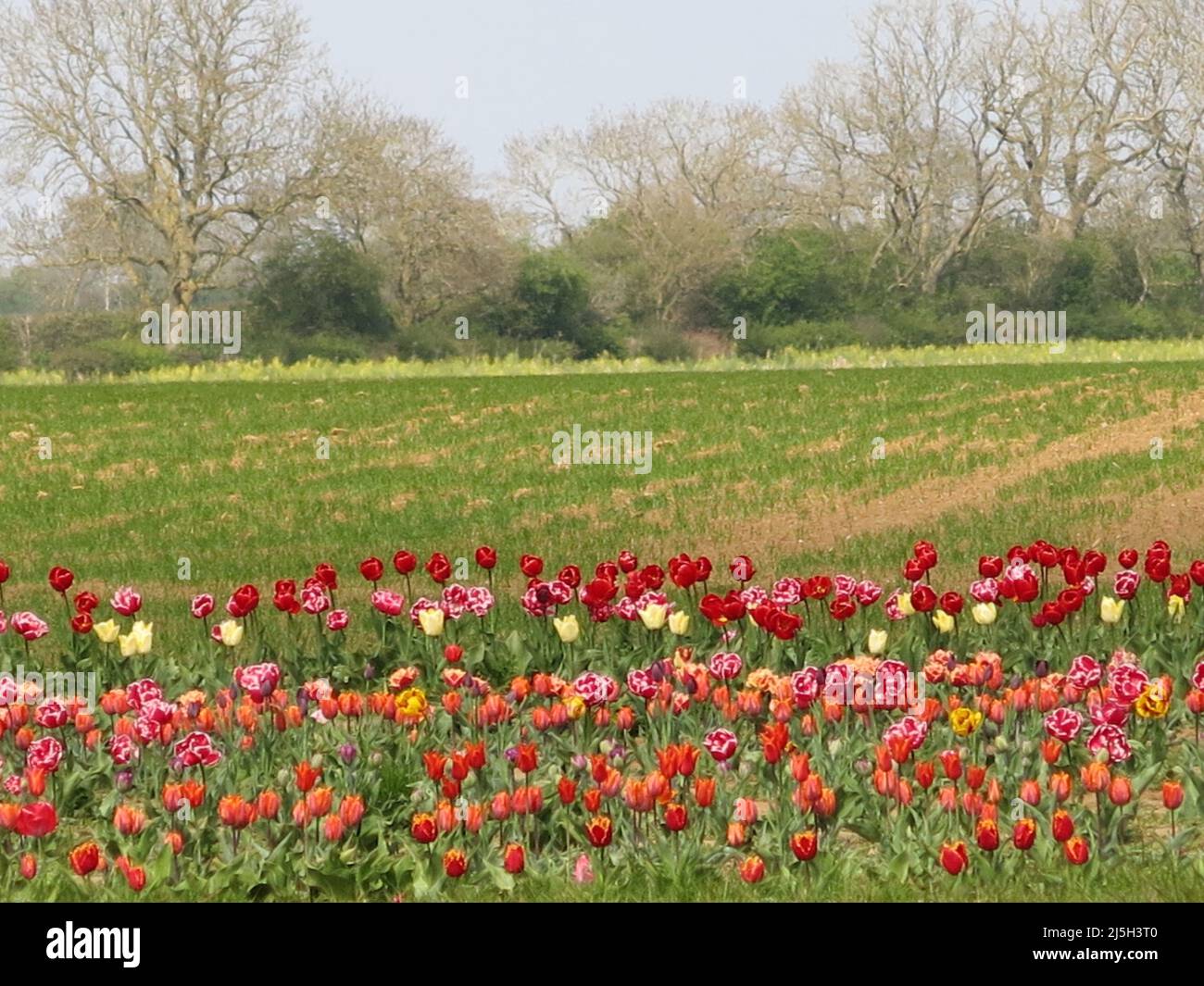 English spring landscape photo composed in horizontal thirds: mature ...
