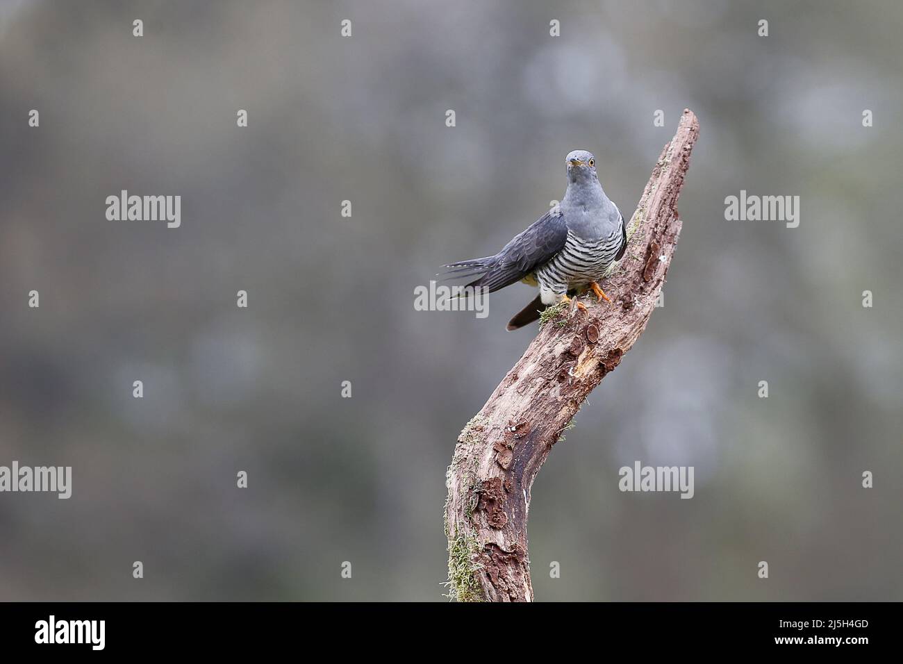 Thursley Common, Elstead. 23rd April 2022. Sunny intervals across the ...