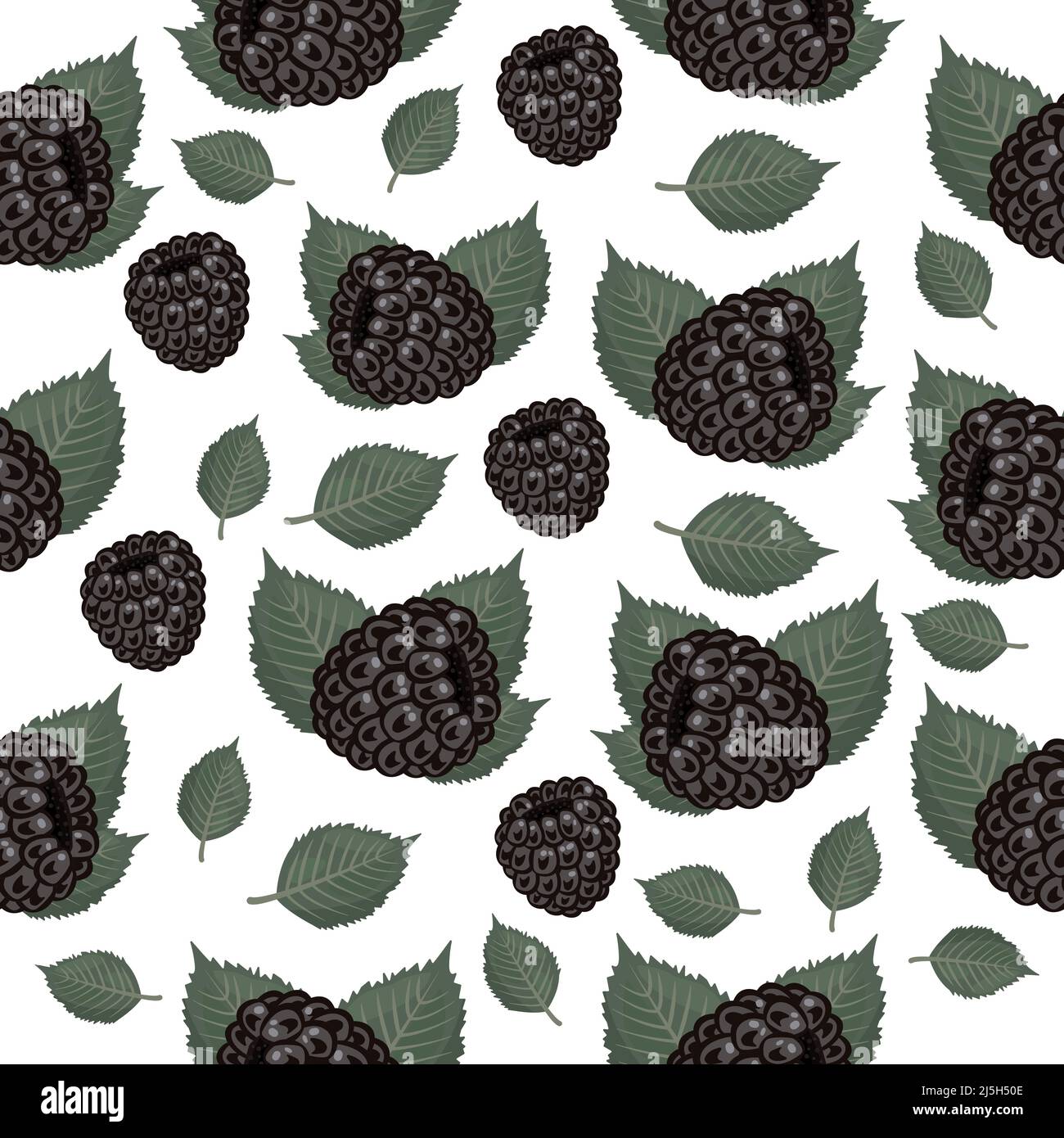 Blackberry vector vectors hi-res stock photography and images - Alamy