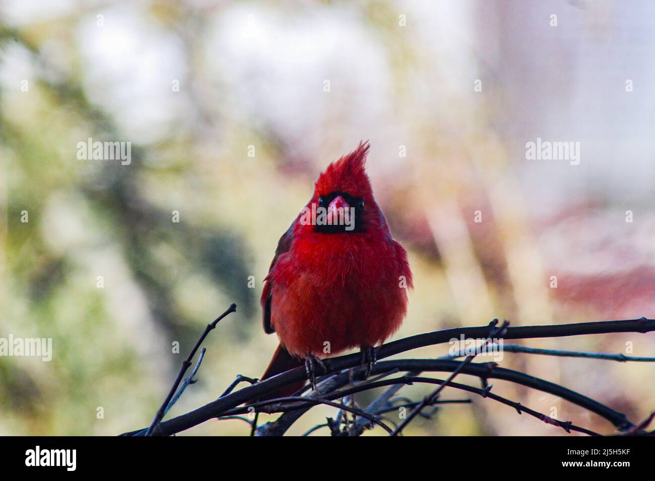 Cardinal species hi-res stock photography and images - Alamy