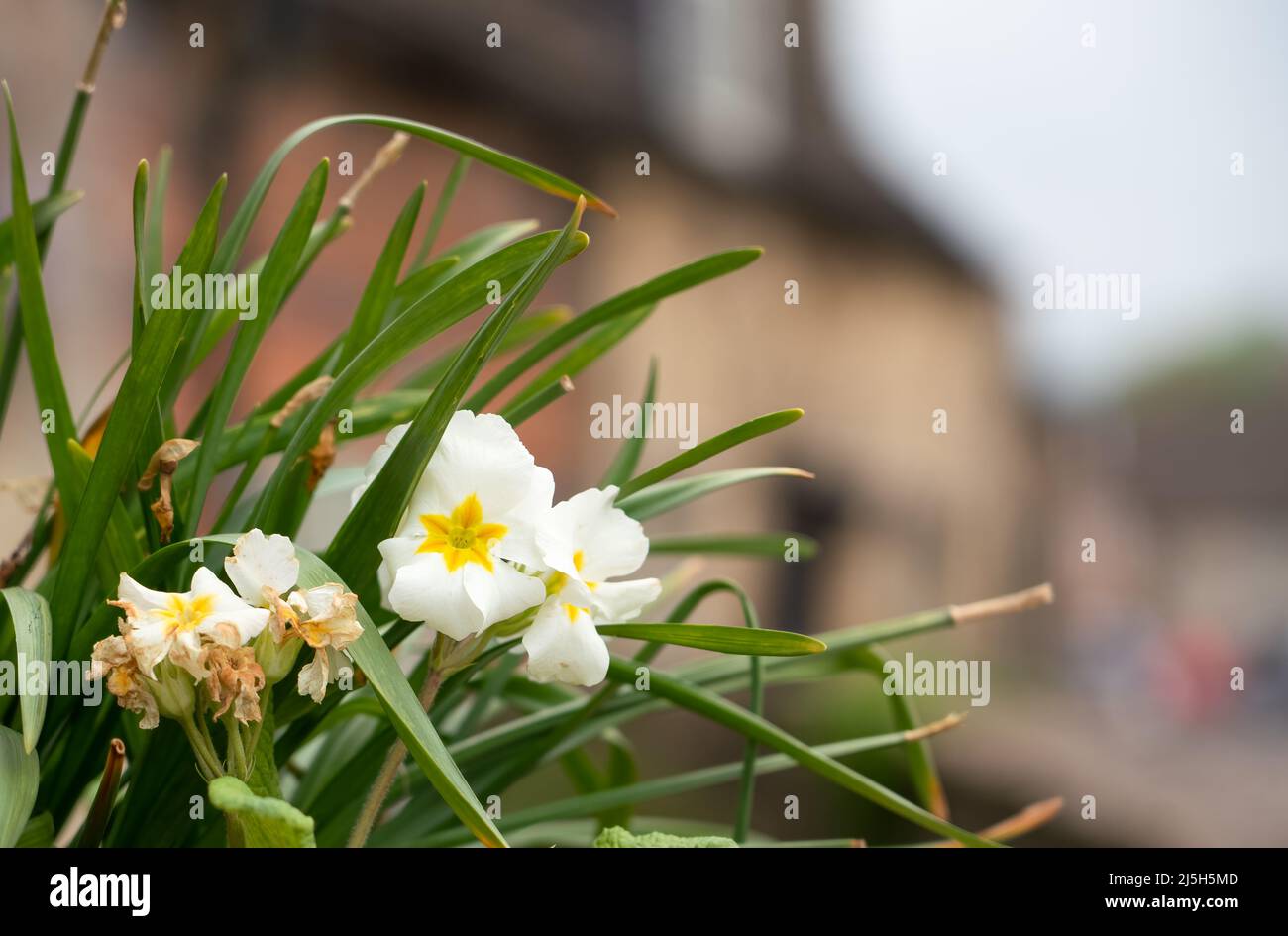 wild primrose flowers (Primula vulgaris), signs of spring Stock Photo ...