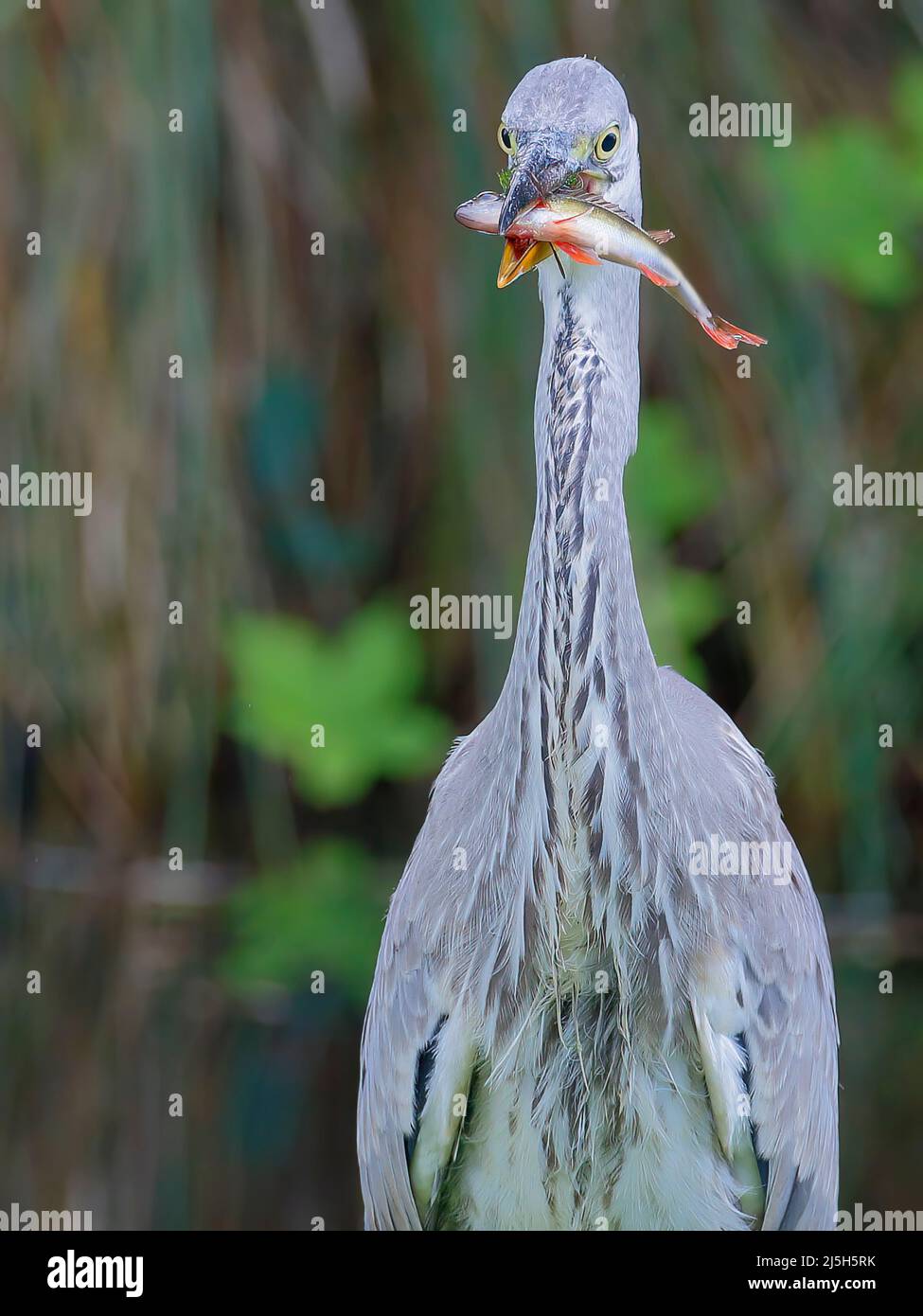 Yellow wing flying fish hi-res stock photography and images - Alamy
