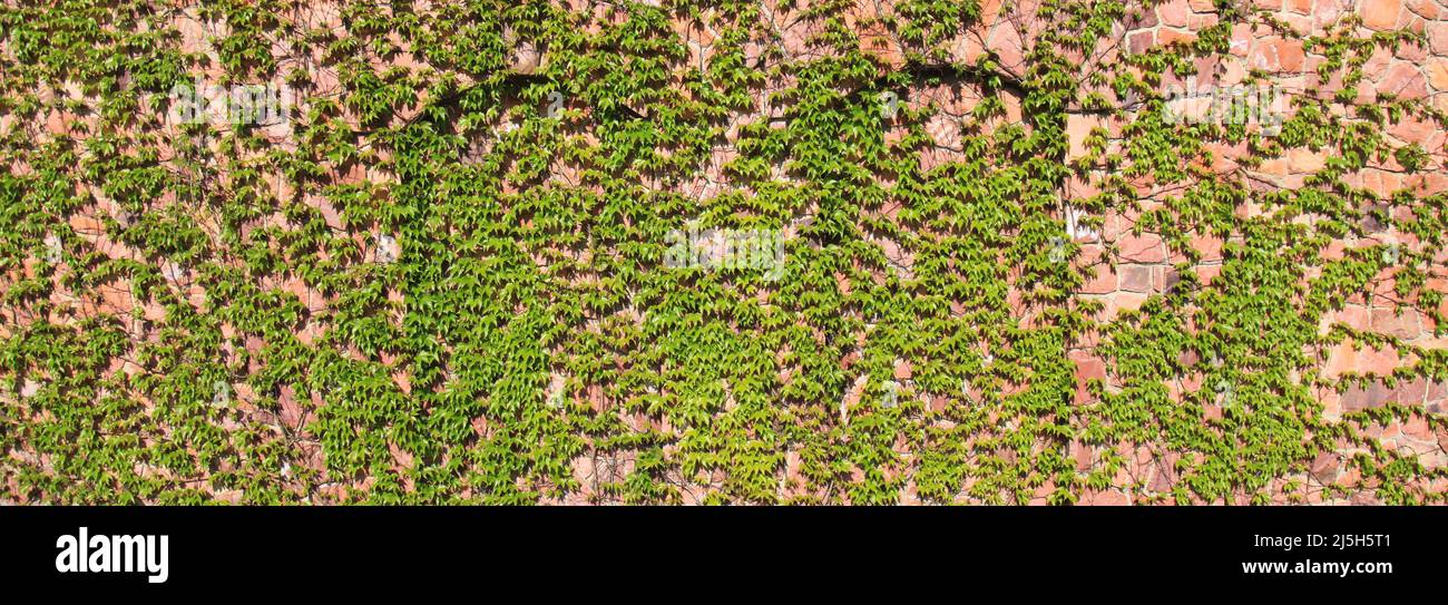 Sunny building facade or granite wall with branches of creeping vine ...