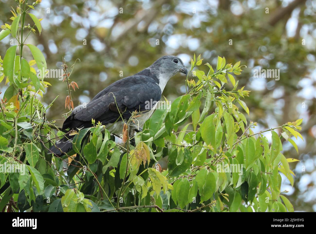 Grey-headed Kite (Leptodon cayanensis cayanensis) adult perched in tree ...