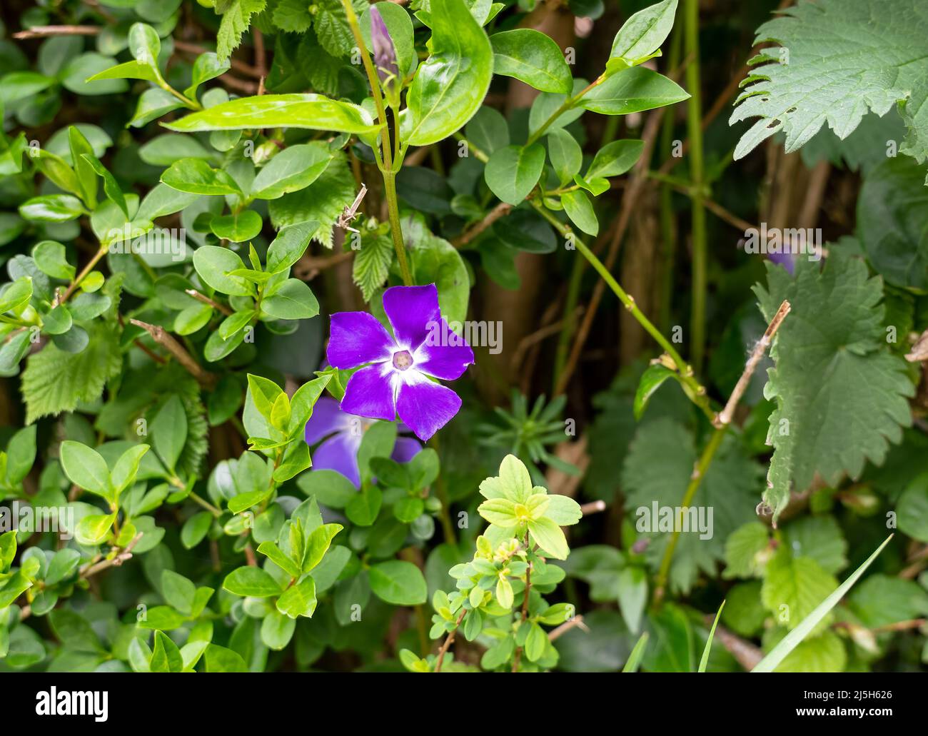 Periwinkle flowers hi-res stock photography and images - Alamy