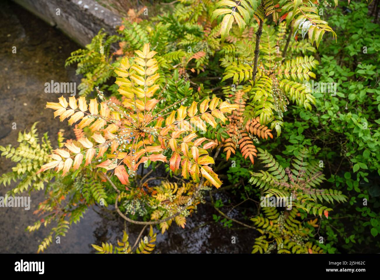 Beautiful green and yellow fern over a stream Stock Photo - Alamy