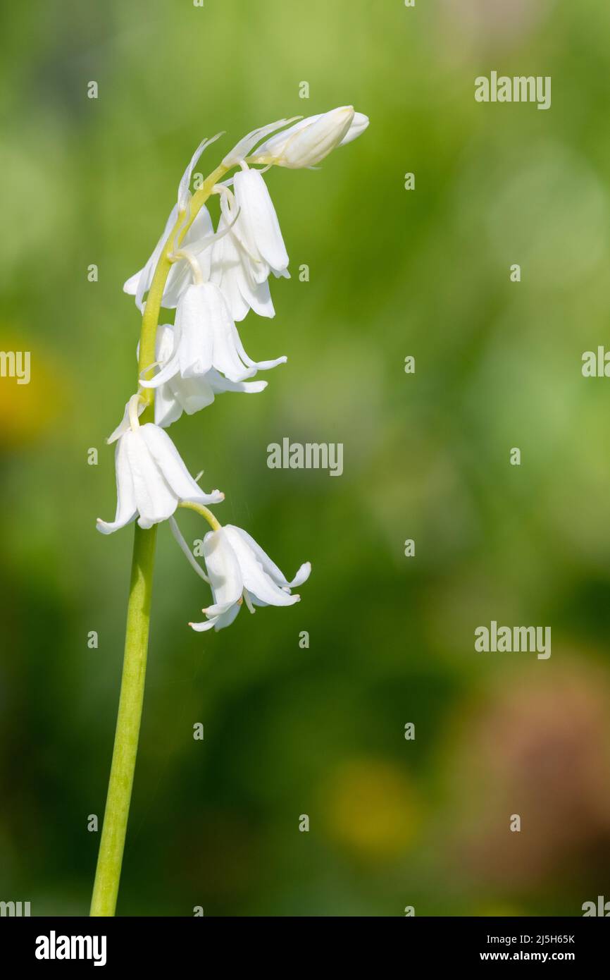 Close up of a white Spanish bluebell (hyacinthoides hispanica) flower ...