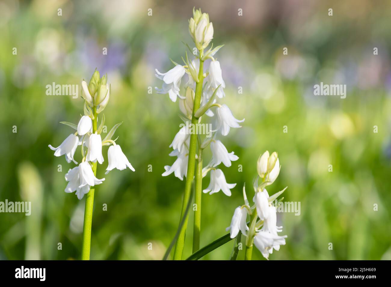 Close up of white Spanish bluebell (hyacinthoides hispanica) flowers in ...