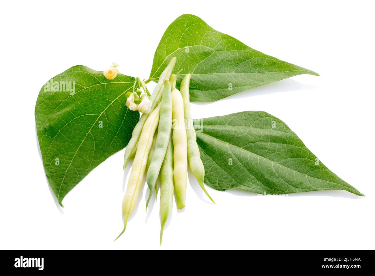 string bean with leaves and blossom isolated on white Stock Photo - Alamy