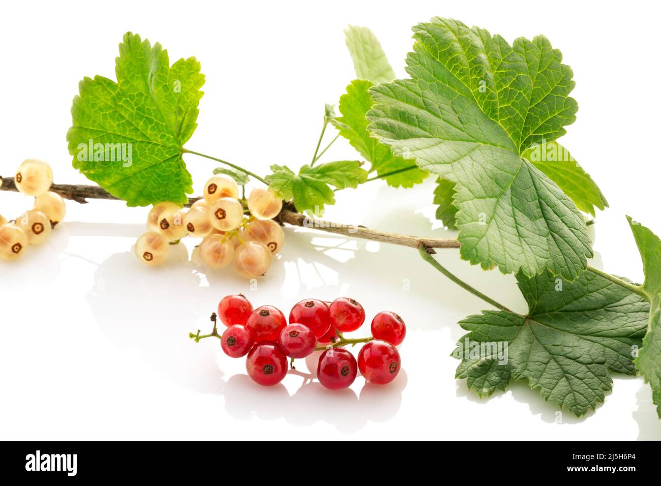 white and red current with leaves isolated on white background Stock ...