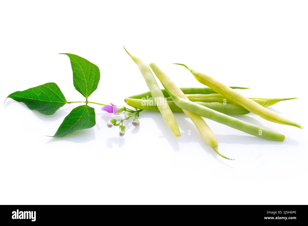 string bean with leaves and blossom. Isolated on a white Stock Photo ...