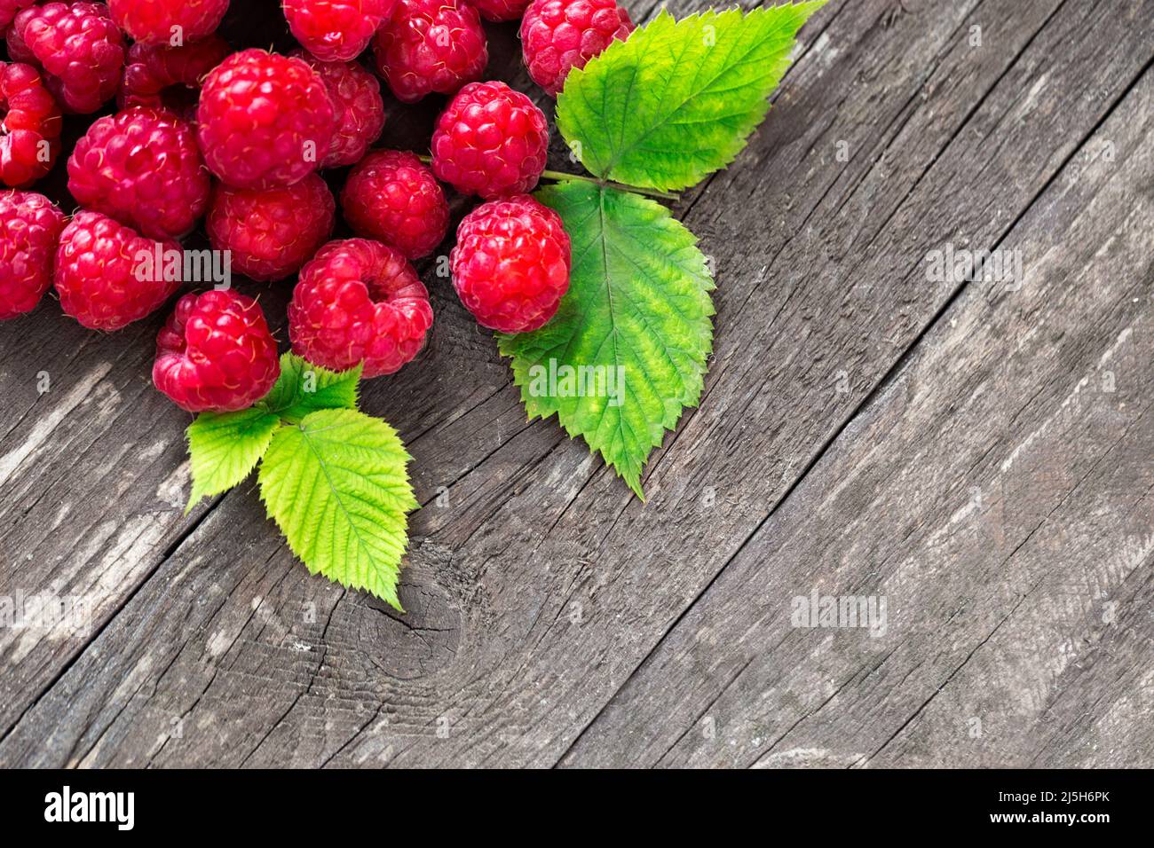 raspberry summer fruits with leaves freshly picked View from above with ...
