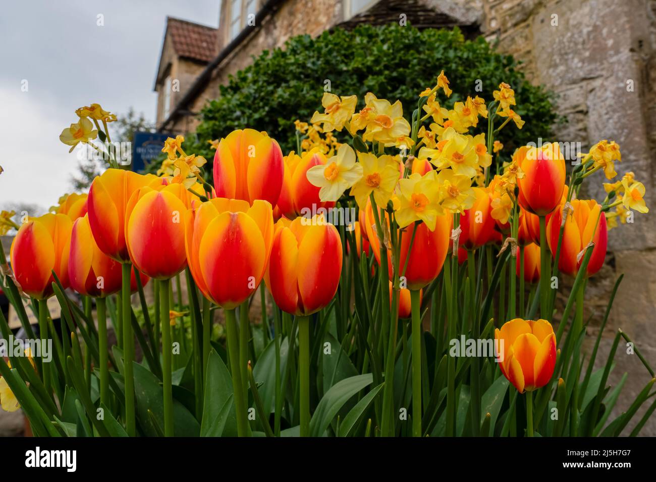 beautiful spring tulip flowers (Tulipa) in vivid orange and red colours ...