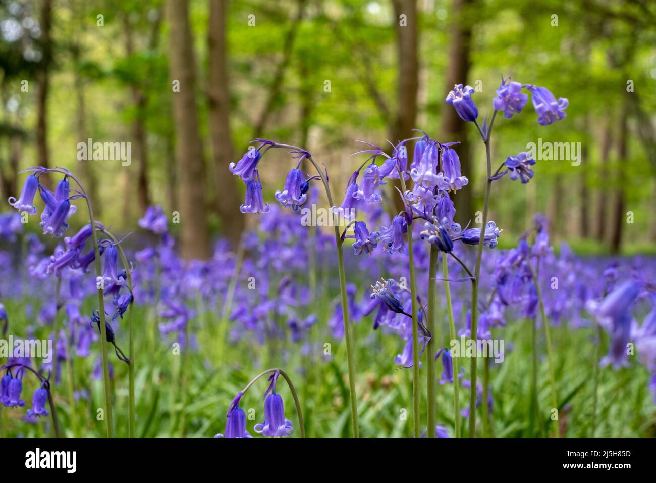 Close upof bluebells growing wild underneath the trees in Adams Wood ...