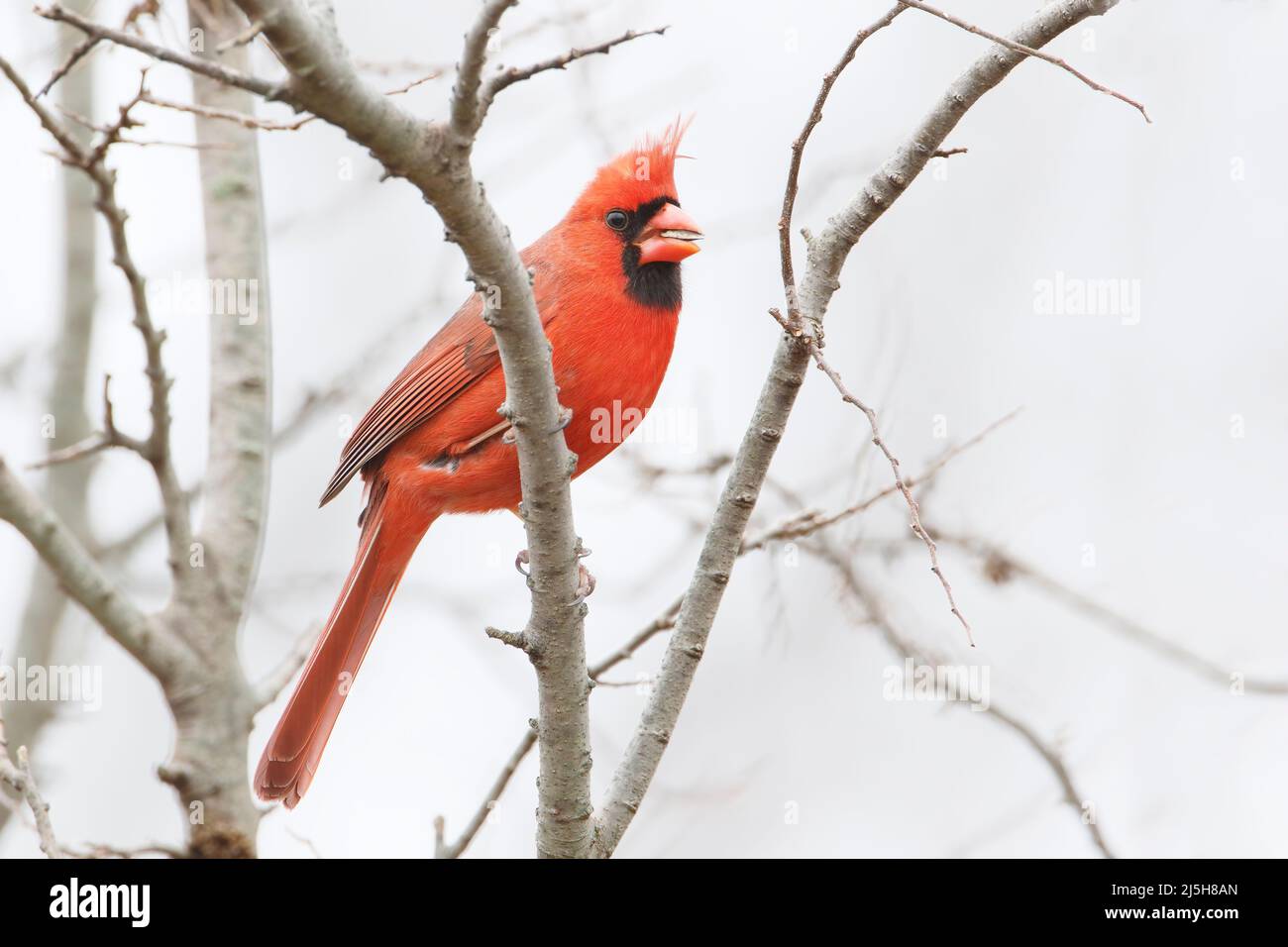 Northern cardinal (Cardinalis cardinalis) on branch at Jamaica Bay NWR ...