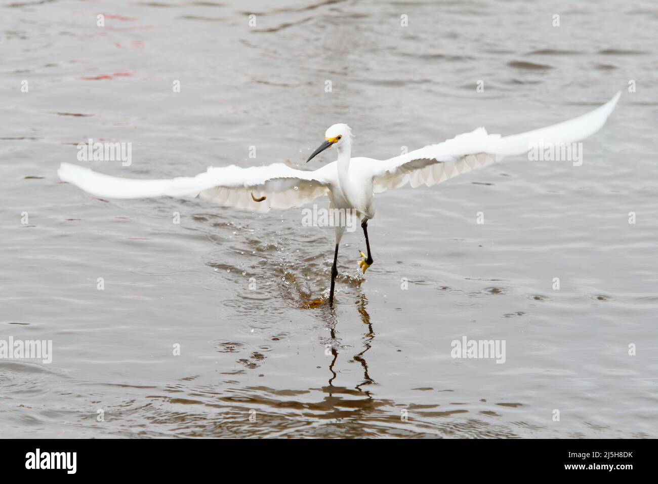 Snowy Egret (Egretta thula) flying at Merritt Island NWR, Florida Stock ...