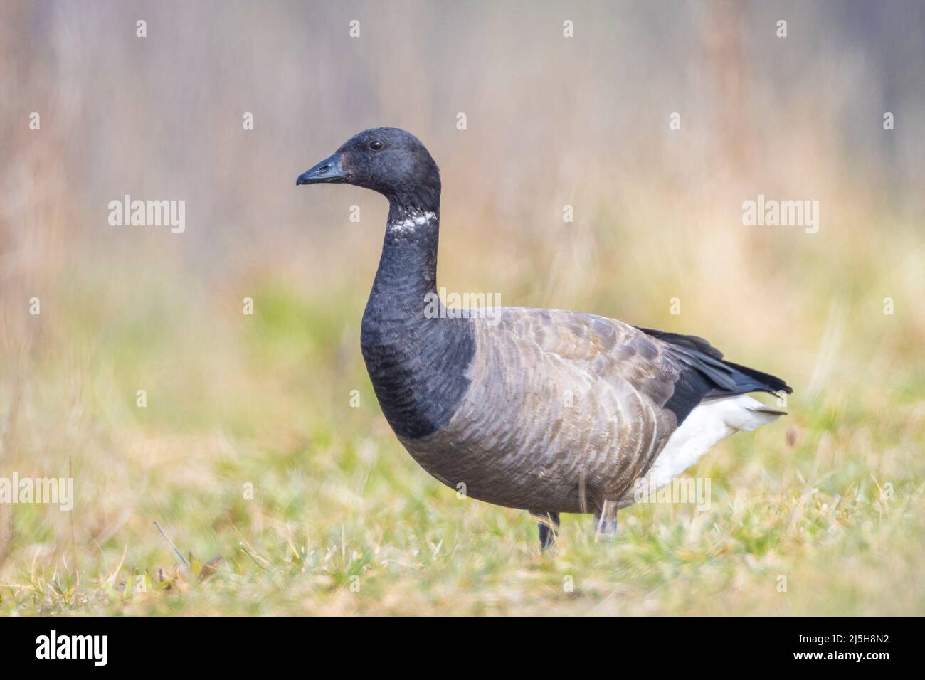 Black brant goose hi-res stock photography and images - Alamy