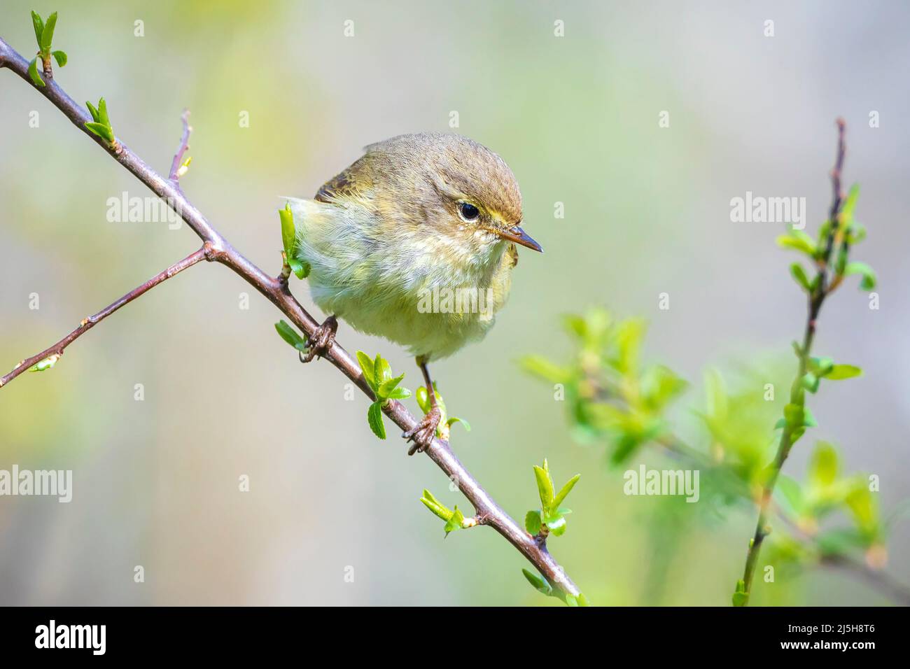 Close-up of a common chiffchaff bird Phylloscopus collybita, singing on ...