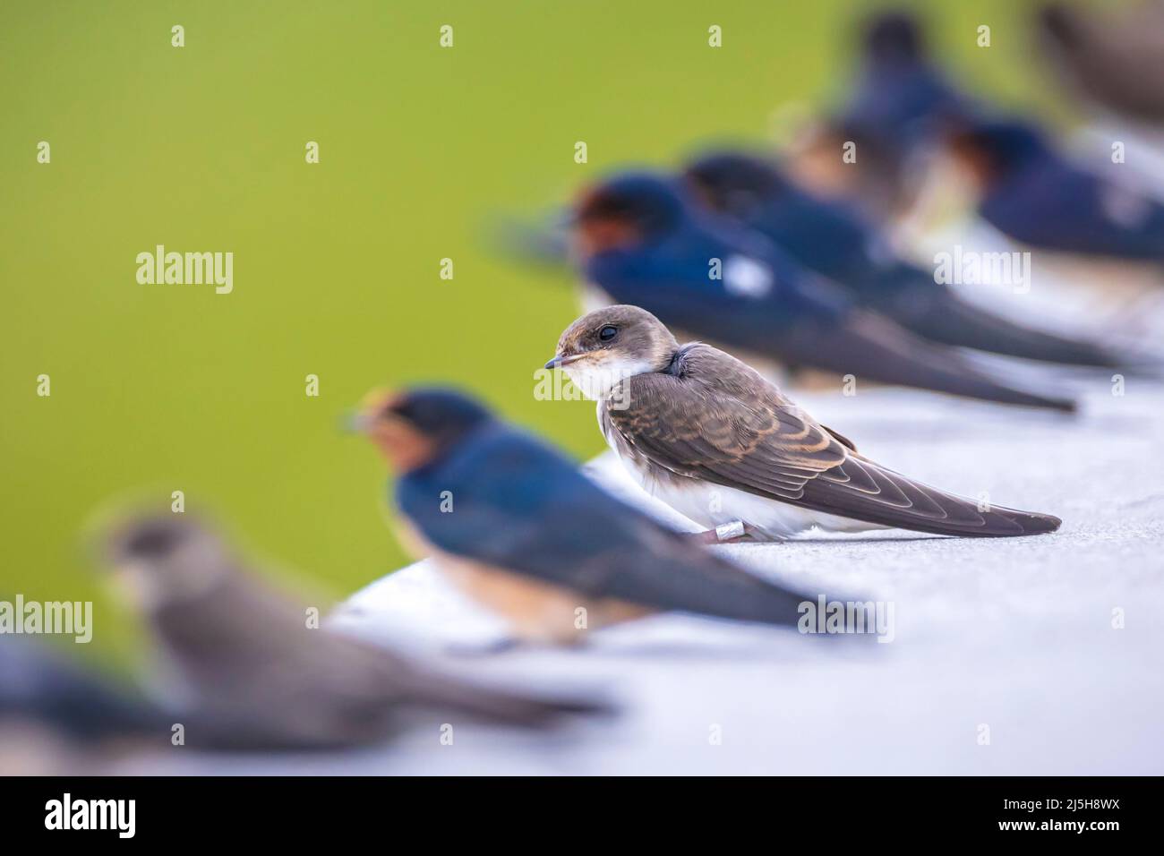 Sand martin, Riparia riparia, also known as bank swallow in perched ...