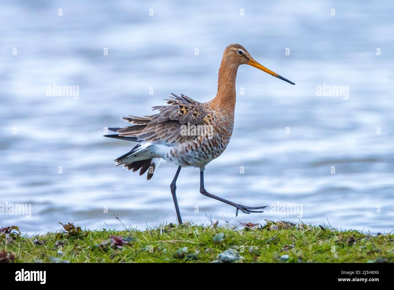 A black-tailed godwit (Limosa Limosa) wader bird just returned this ...
