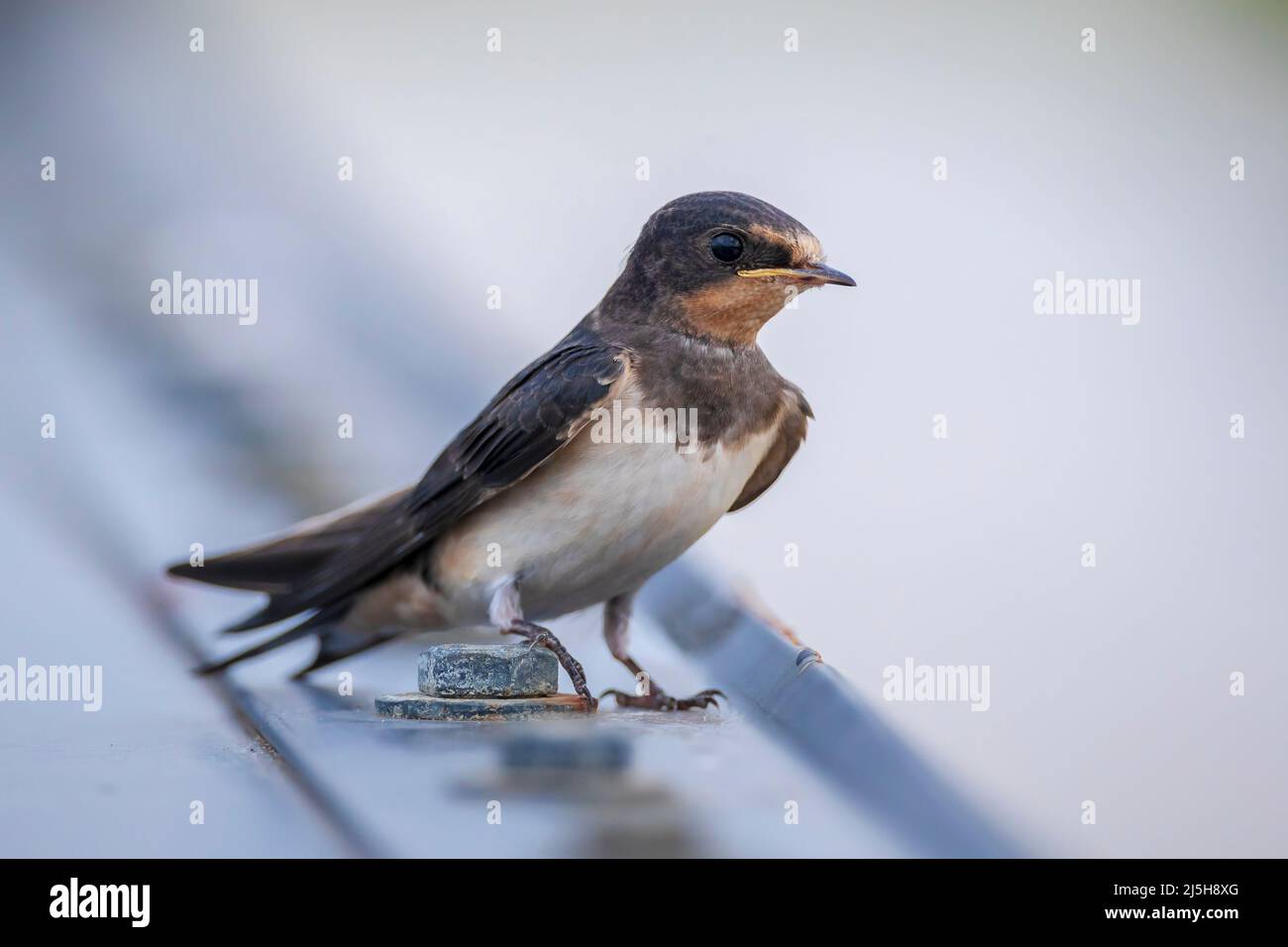 Barn Swallow, Hirundo rustica, chicks being fed.. A large group of ...