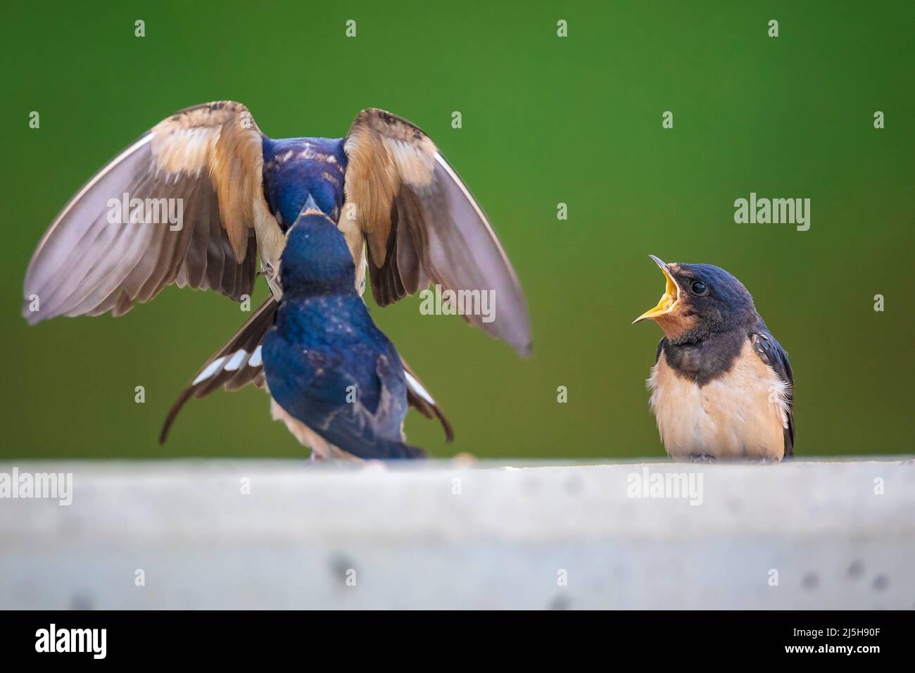 Acrobatic insects hi-res stock photography and images - Alamy