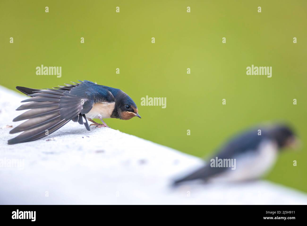 Barn Swallow, Hirundo rustica, chicks being fed.. A large group of ...