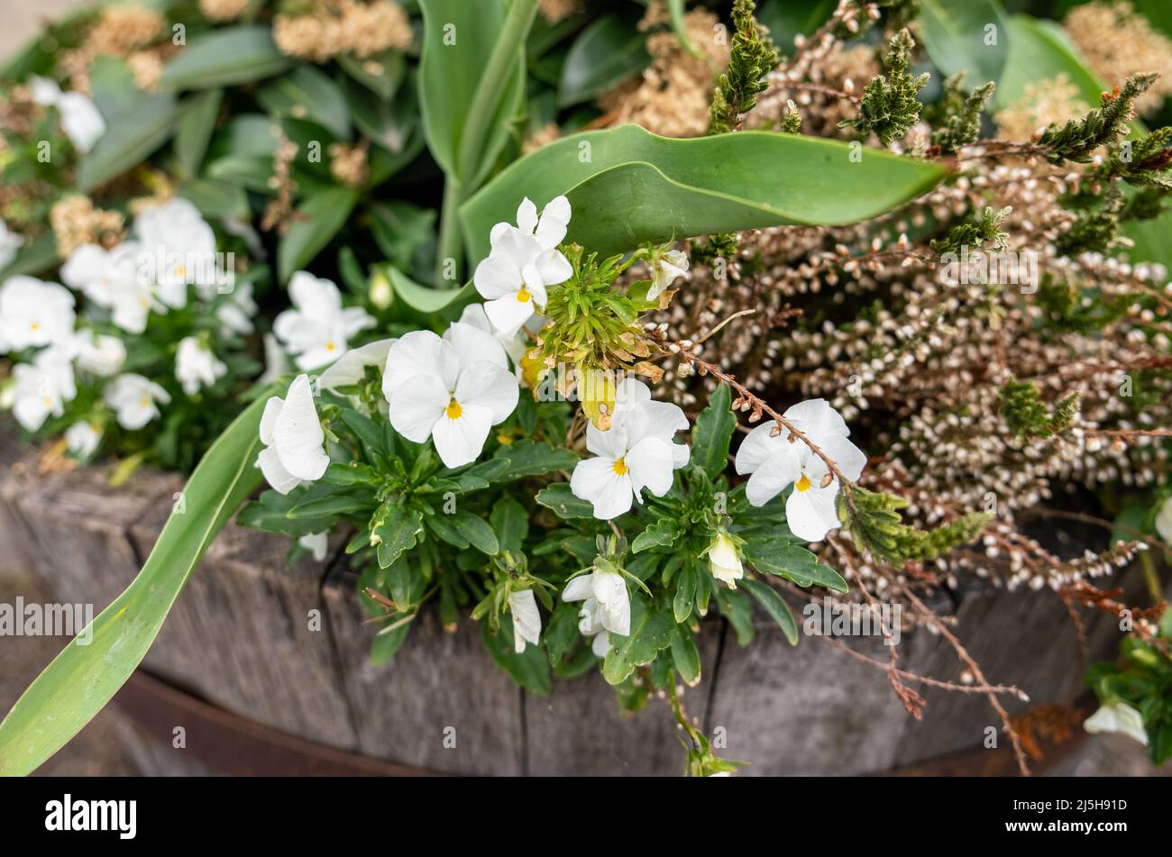 wild primrose flowers (Primula vulgaris), signs of spring Stock Photo ...