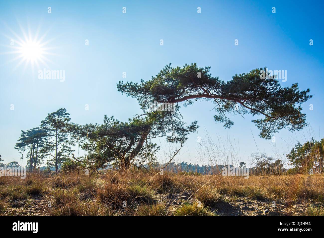 Desolate forest landcape national park de Hoge Veluwe, Holland Stock ...