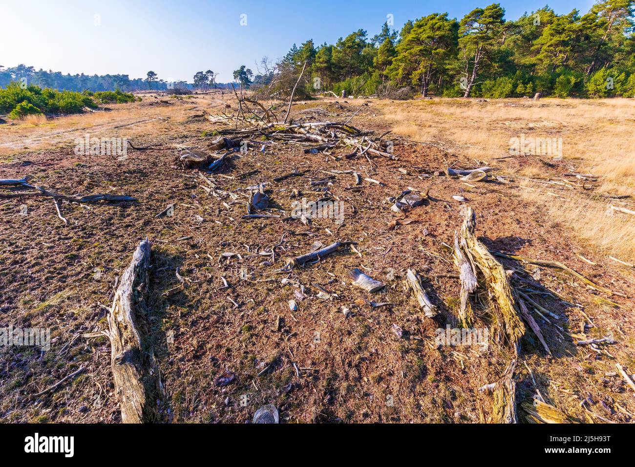 Desolate forest landcape national park de Hoge Veluwe, Holland Stock ...