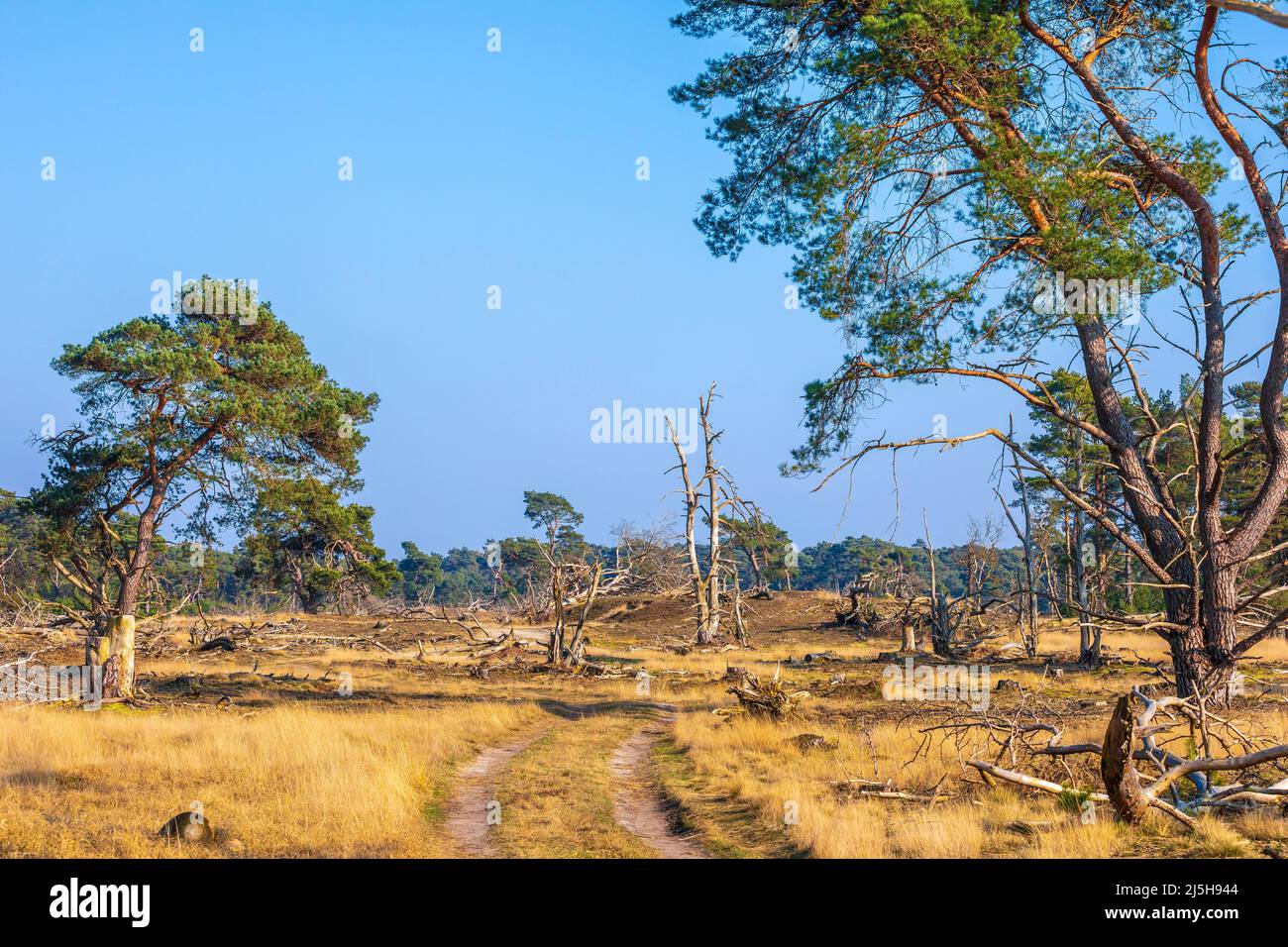 Desolate forest landcape national park de Hoge Veluwe, Holland Stock ...