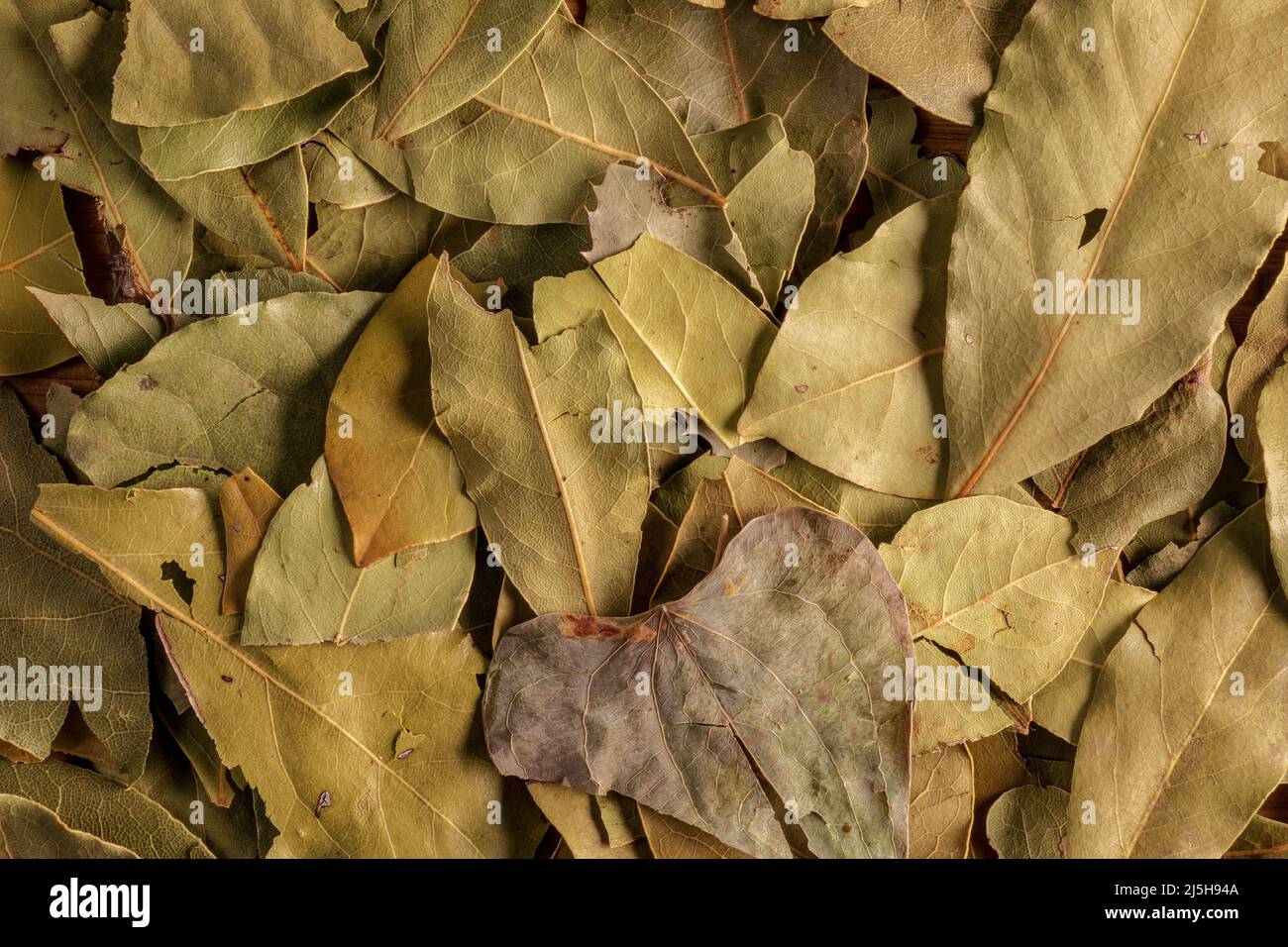 Dry bay leaves texture. Laurel leaf background. Culinary herb Stock ...