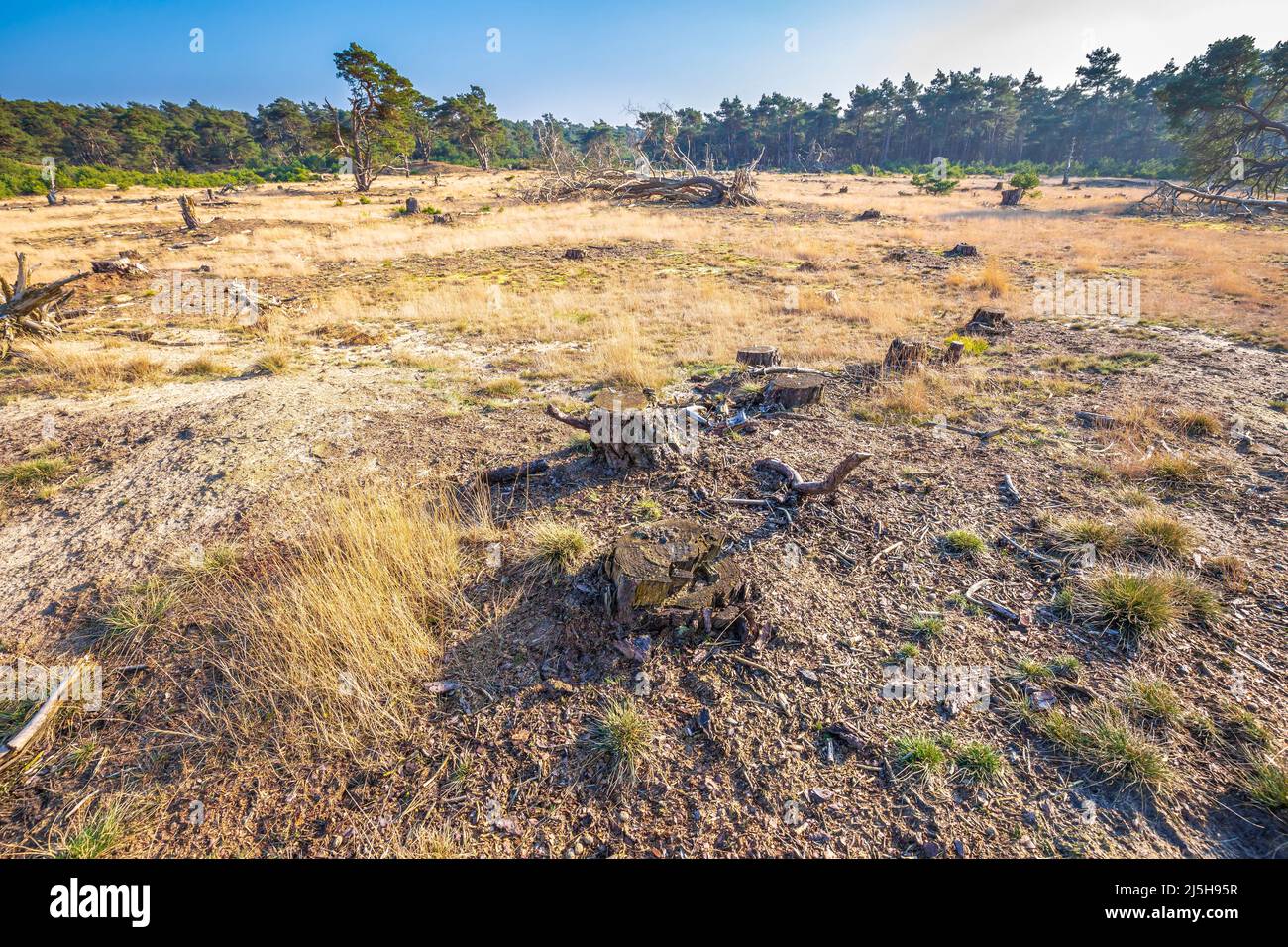 Desolate forest landcape national park de Hoge Veluwe, Holland Stock ...