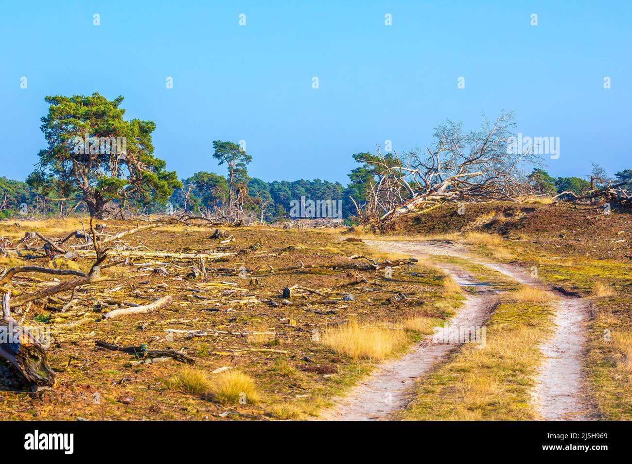 Desolate forest landcape national park de Hoge Veluwe, Holland Stock ...
