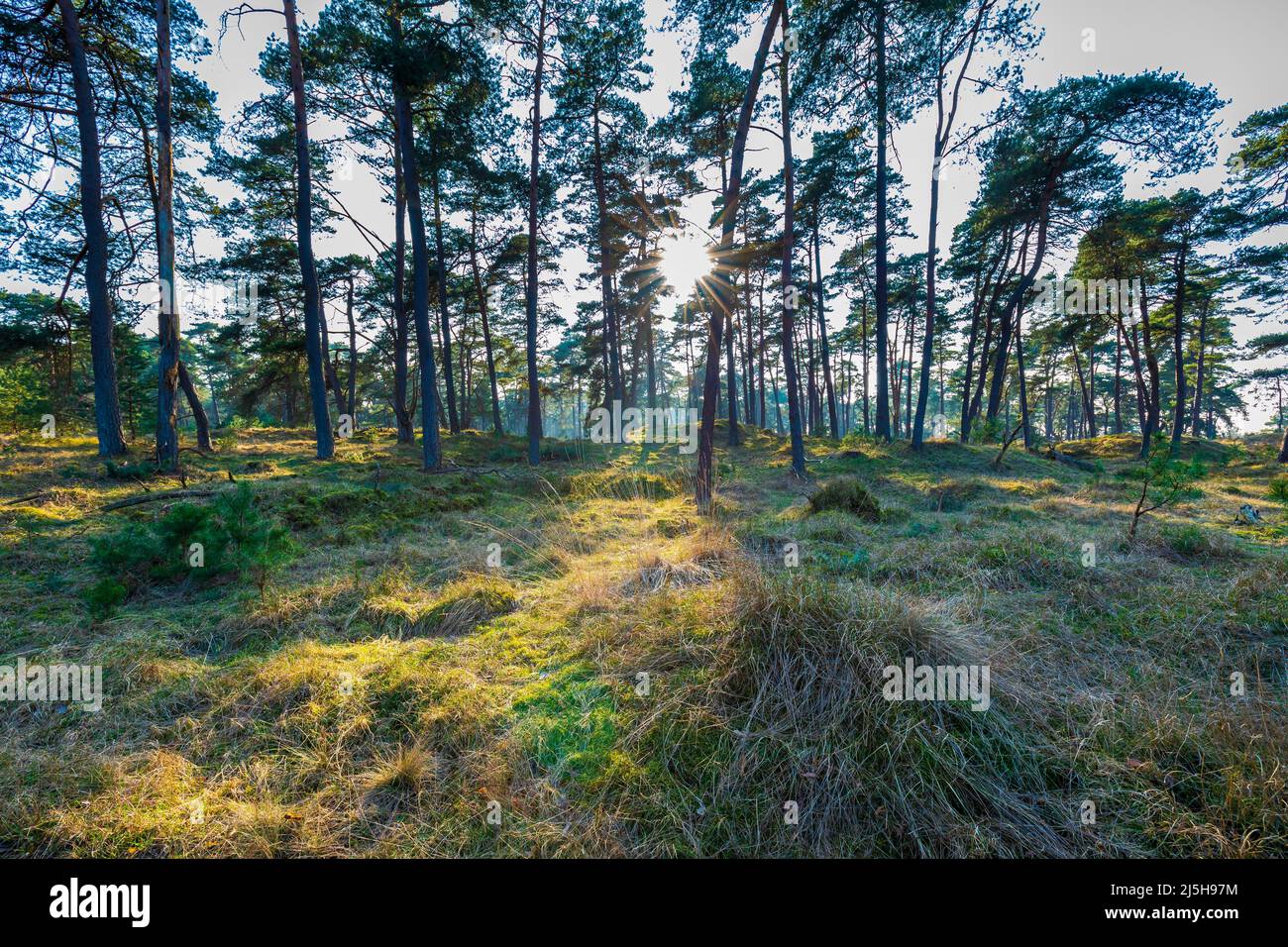Sunlight in a beautiful forest in national park Hoge Veluwe, the ...