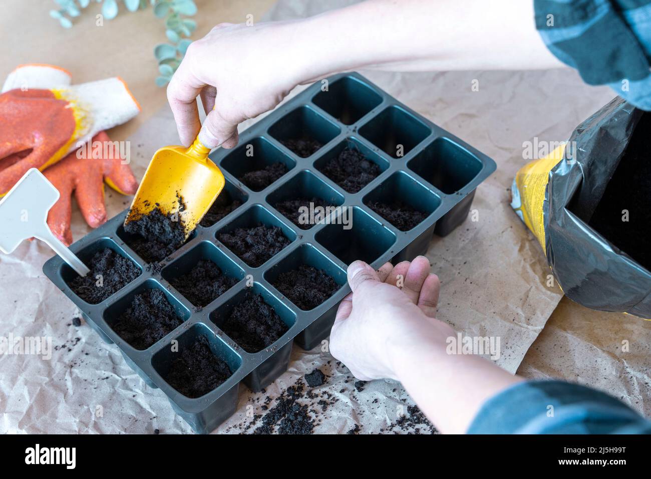 the process of filling pots for seedlings with earth Stock Photo - Alamy
