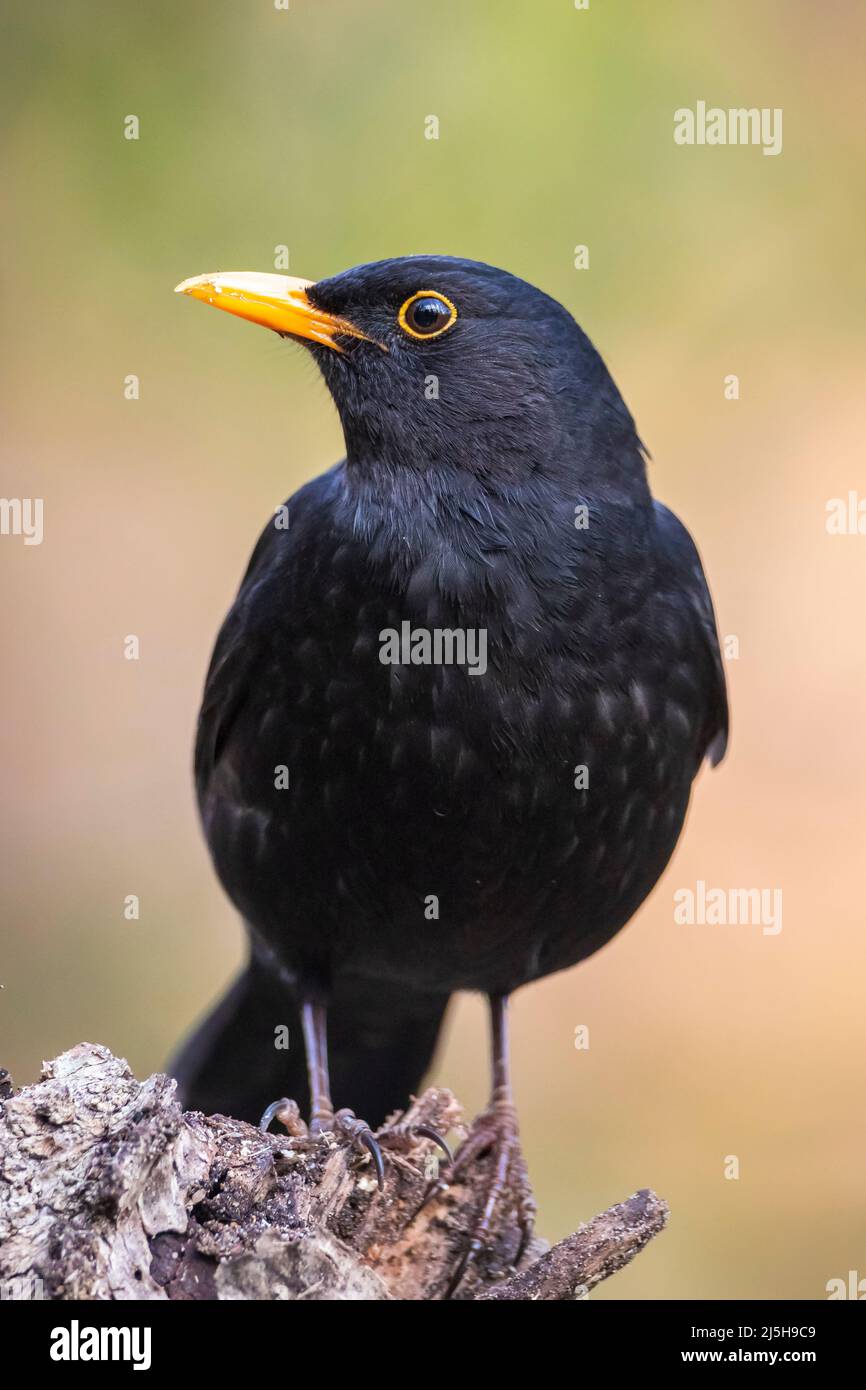 A male european Blackbird, turdus merula, singing in a tree with on a ...
