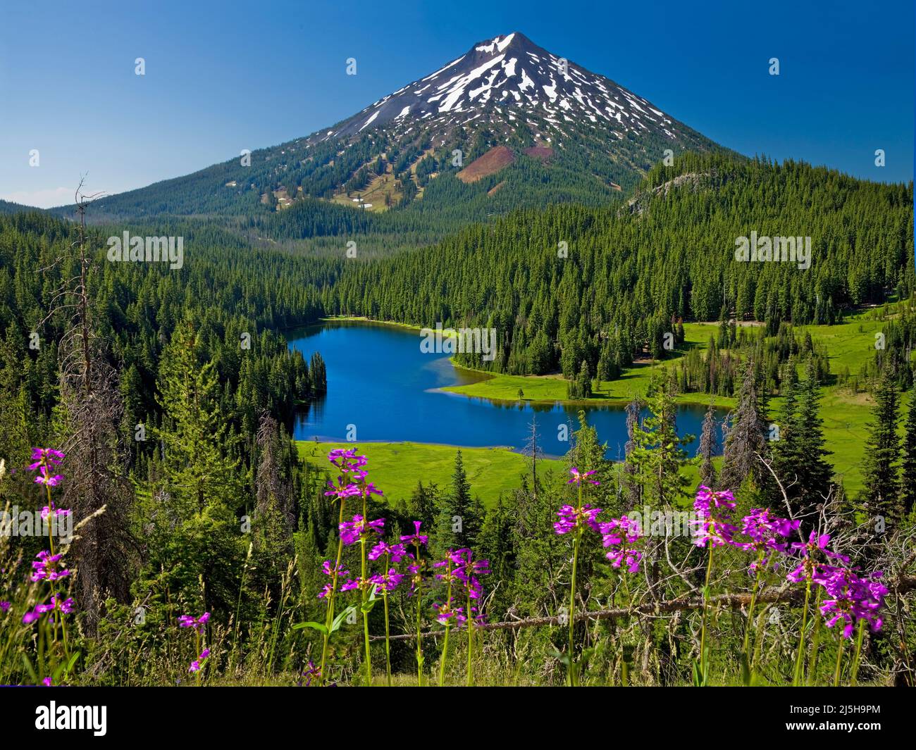 Mt Bachelor above Todd Lake, Cascade Range, Oregon Stock Photo - Alamy