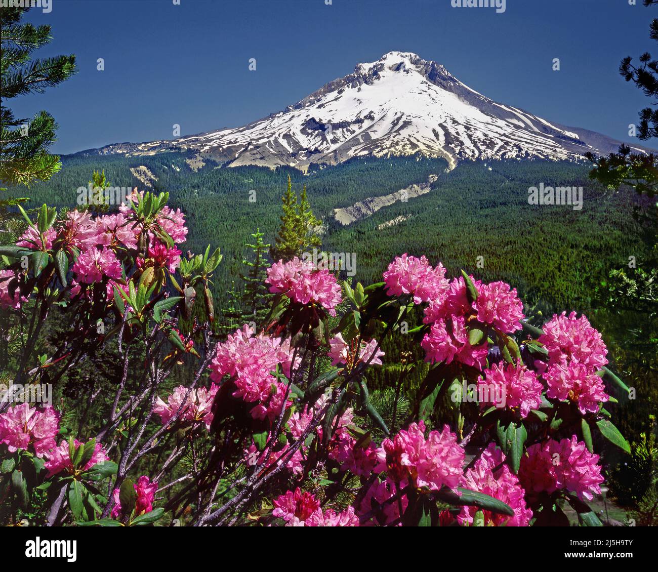 Mt Hood and rhododendrons, Cascade Range, Oregon Stock Photo - Alamy
