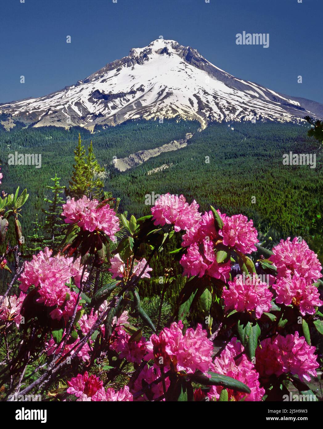 Mt Hood and rhododendrons, Cascade Range, Oregon Stock Photo - Alamy