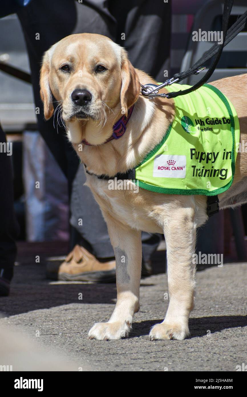 How Much Money Does A Guide Dog Trainer Make