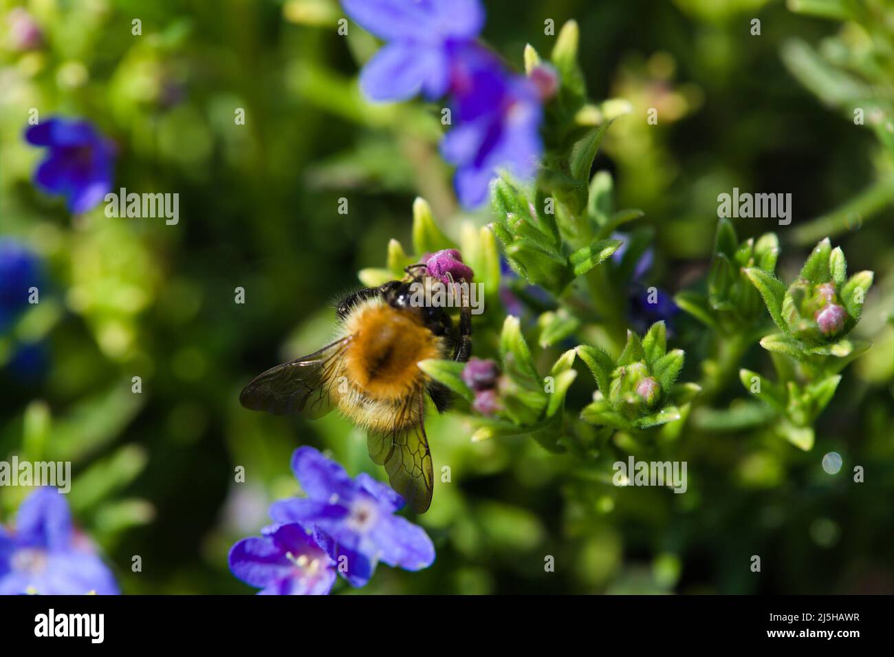 Natural World Pollinators - Rear-view of a Hairy-footed flower bee ...