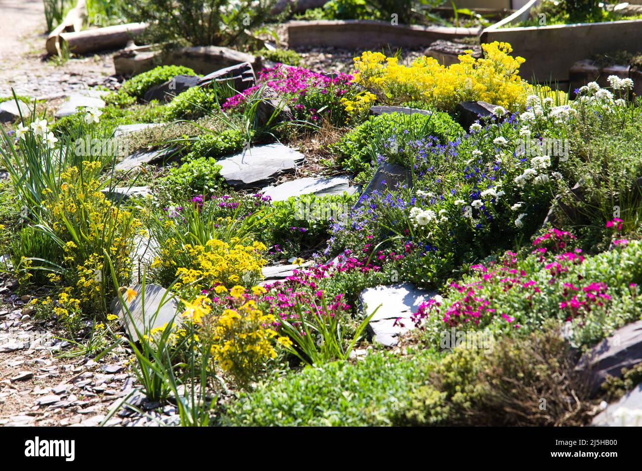 Garden rockeries plants hi-res stock photography and images - Alamy