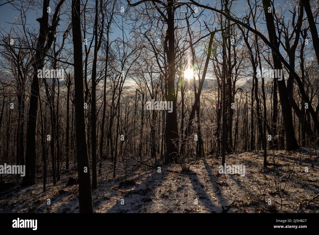 Frozen winter forest hi-res stock photography and images - Alamy