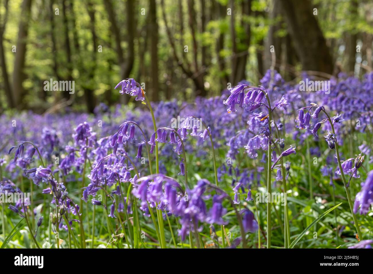 Close up photo of bluebells growing wild underneath the trees in Adams ...