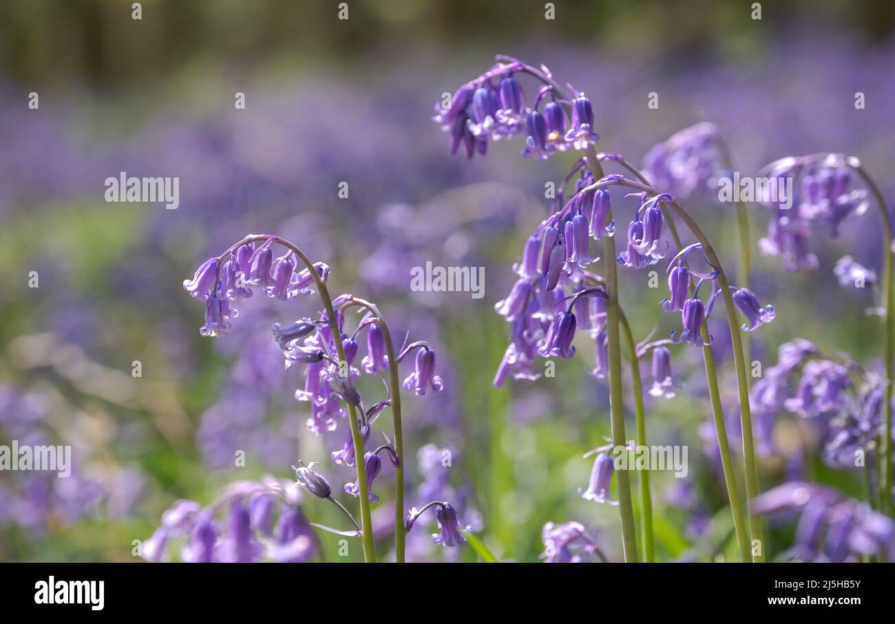 Close up photo of bluebells growing wild underneath the trees in Adams ...